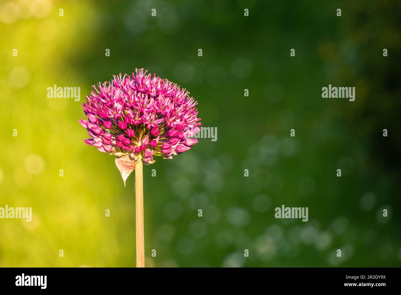 Onion sun hi-res stock photography and images - Alamy