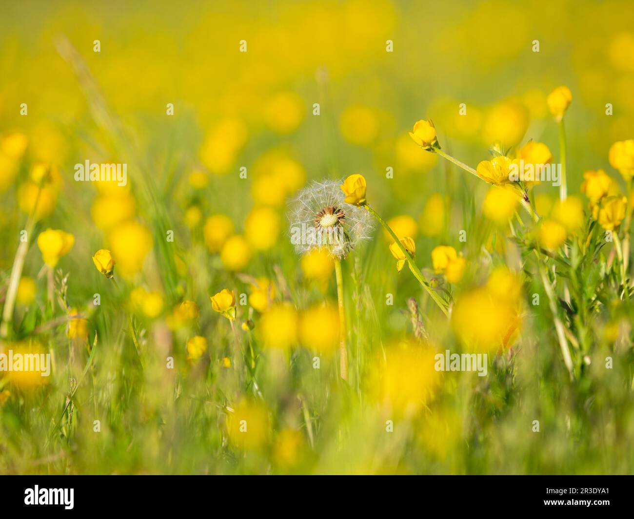 Dandelion between buttercups Stock Photo - Alamy