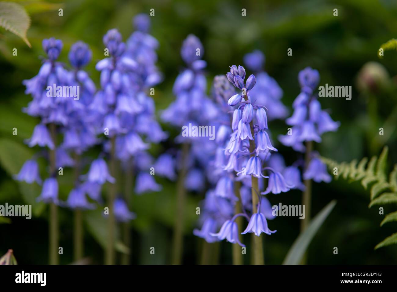 Bunny with bell hi-res stock photography and images - Alamy