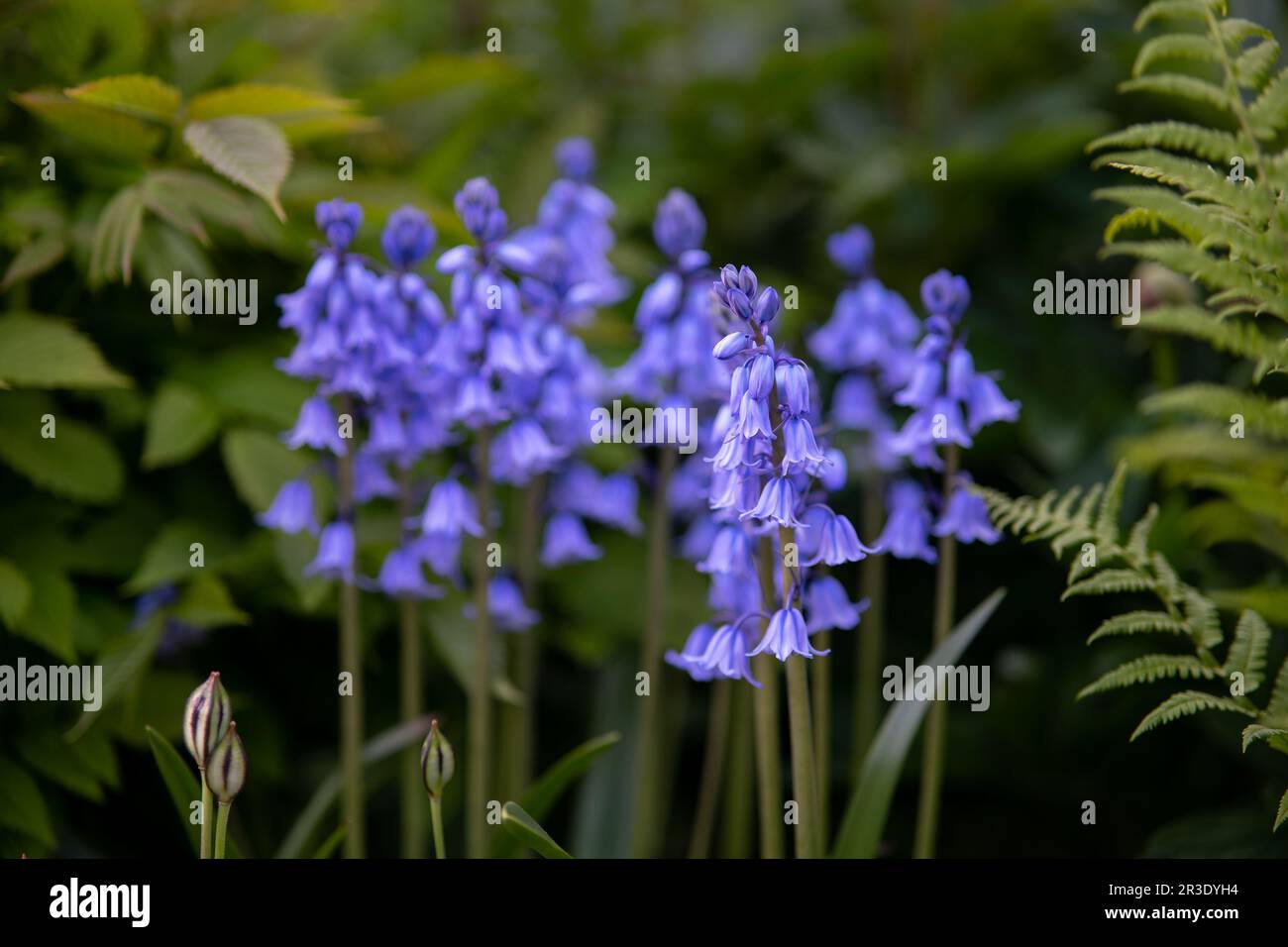 Bunny with bell hi-res stock photography and images - Alamy