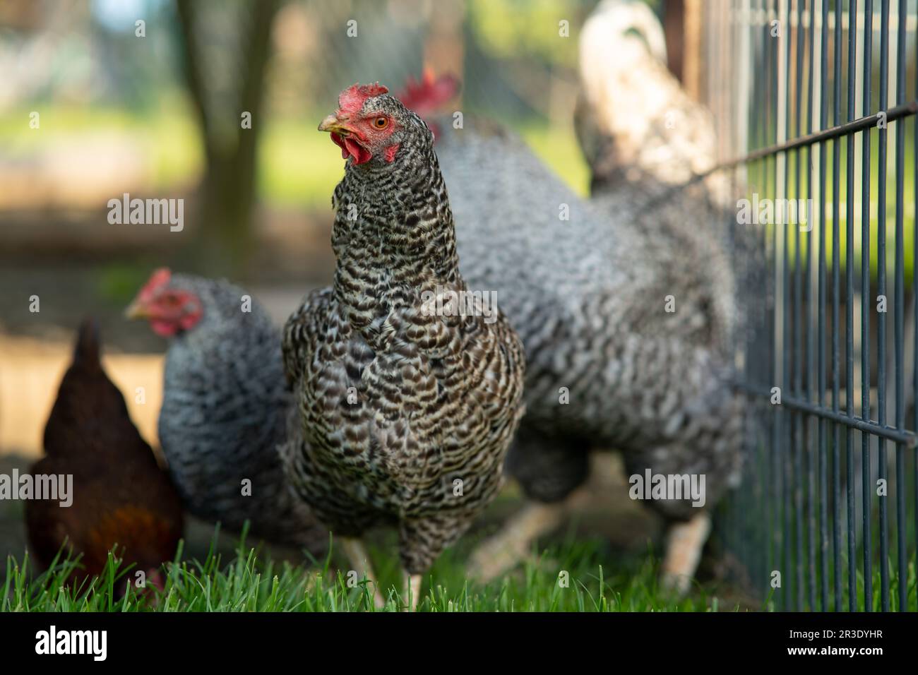 White rooster on farm hi-res stock photography and images - Alamy