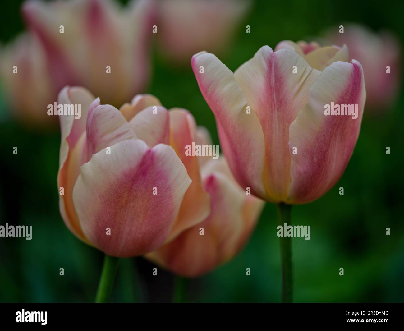 Fancy tulip close up Stock Photo - Alamy