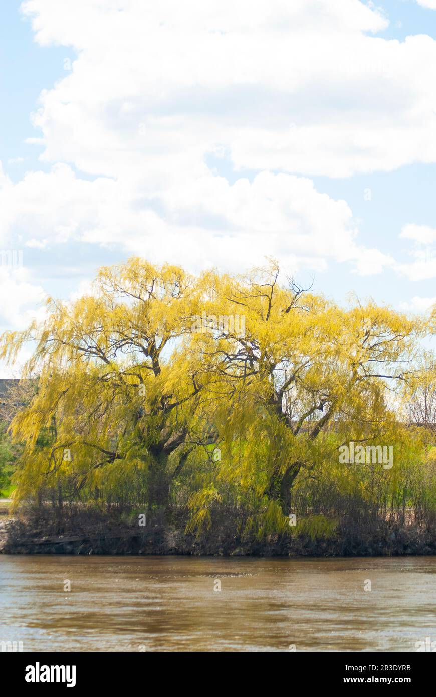 Two Weeping Willow Trees along Ottawa River, Spring Time, Ottawa ...