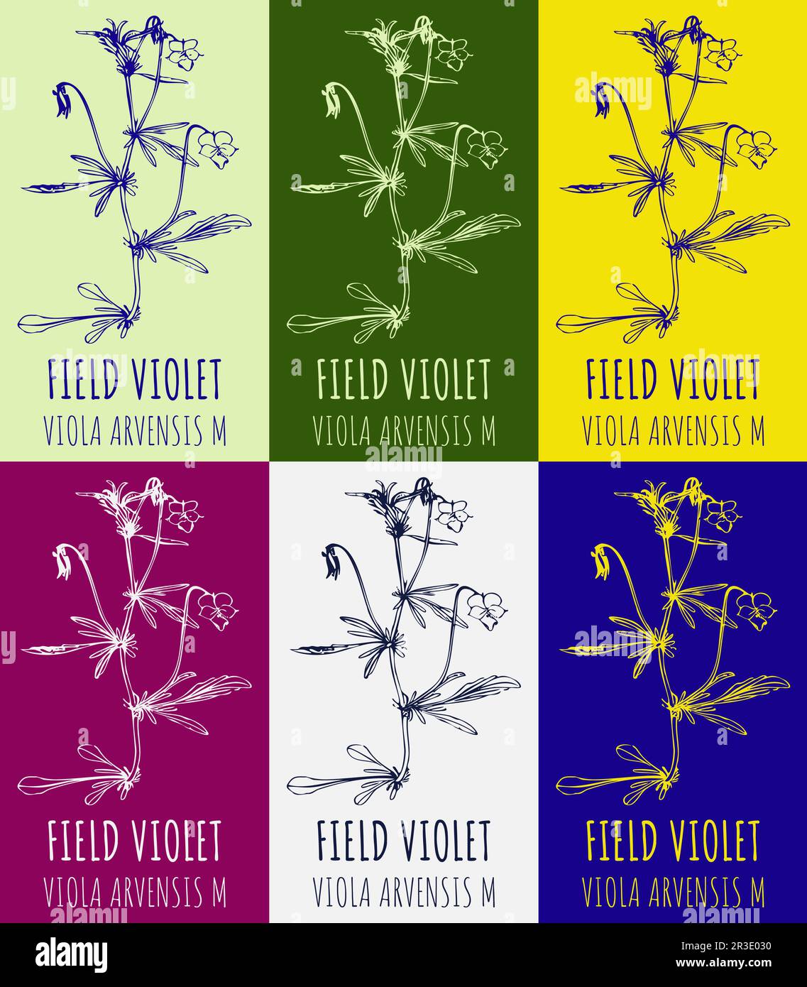 Set of drawing of FIELD VIOLET in various colors. Hand drawn ...