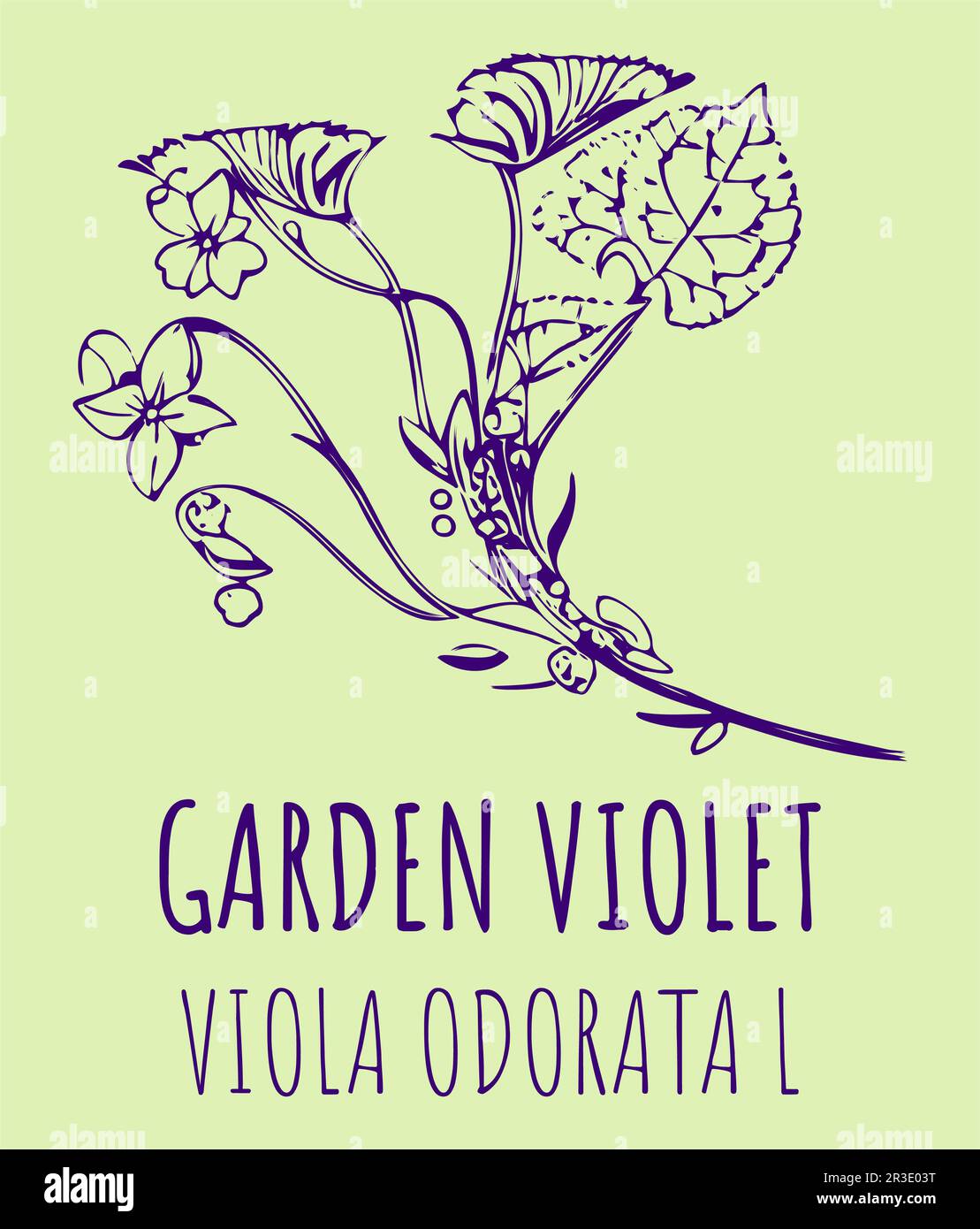 Drawings GARDEN VIOLET. Hand drawn illustration. Latin name Viola ...