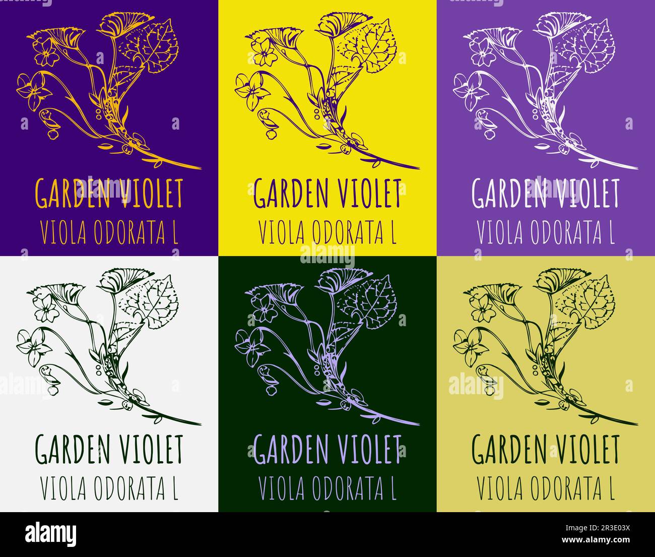 Set of drawing of GARDEN VIOLET in various colors. Hand drawn ...