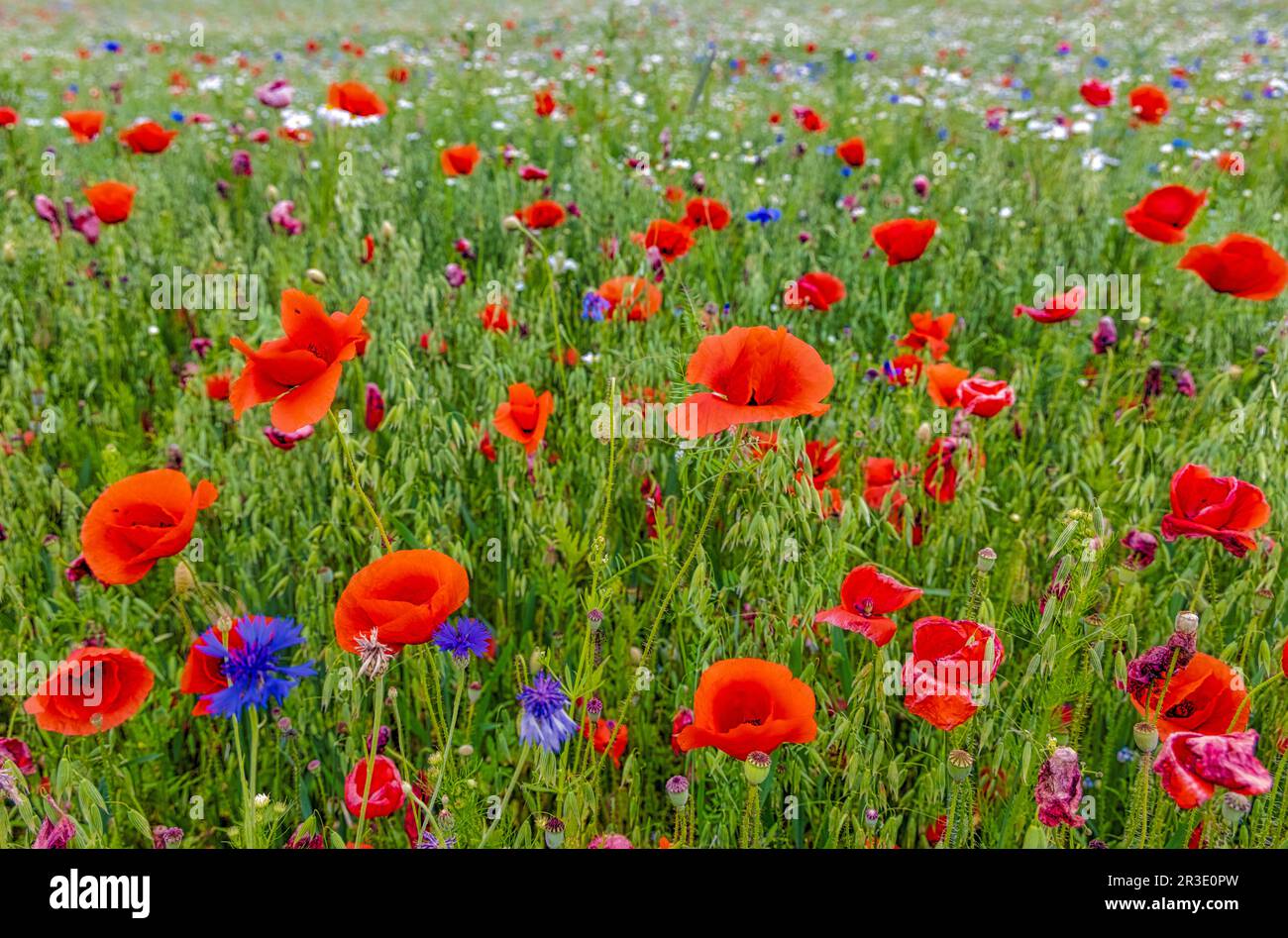Nata rliche wiesen und felder hi-res stock photography and images - Alamy