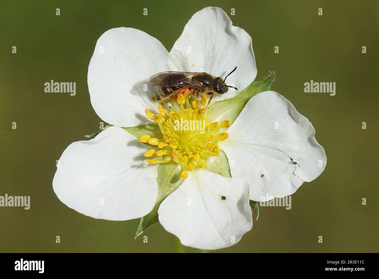 Closeup bee Lasioglossum, family Halictidae on a white flower of ...