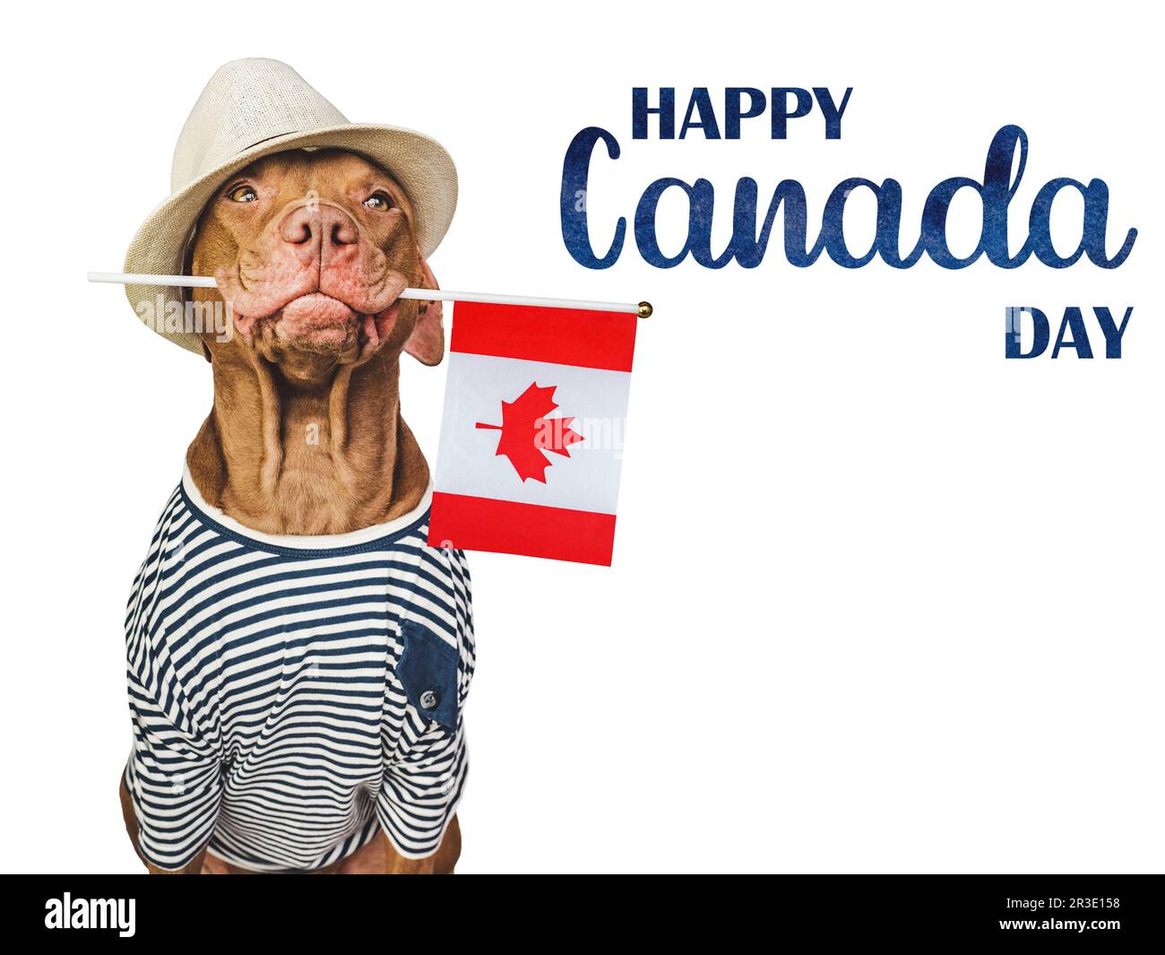 Happy Canada Day. Cute puppy and Canadian Flag. Close-up, indoors ...