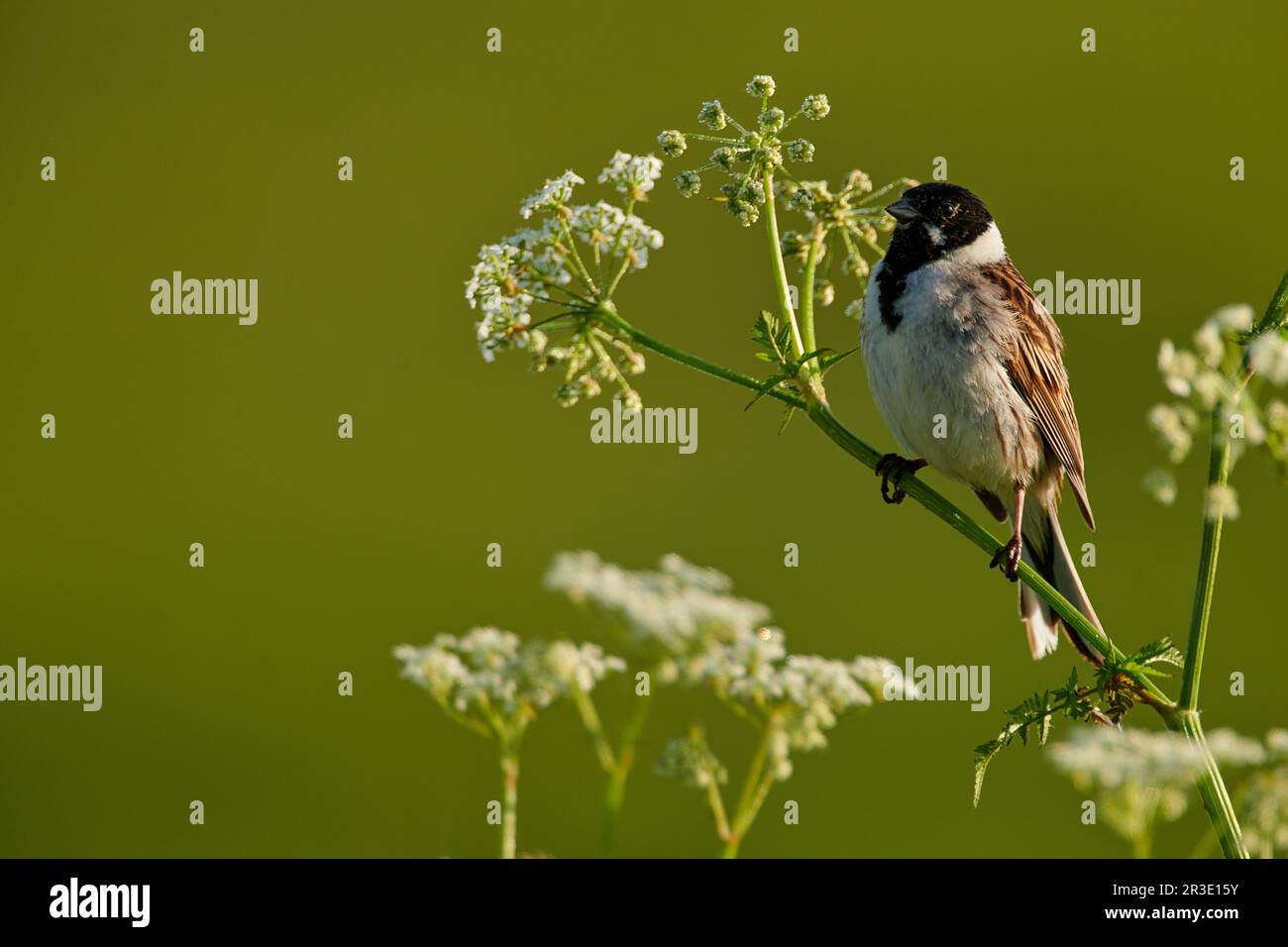 Common reed bunting Stock Photo - Alamy