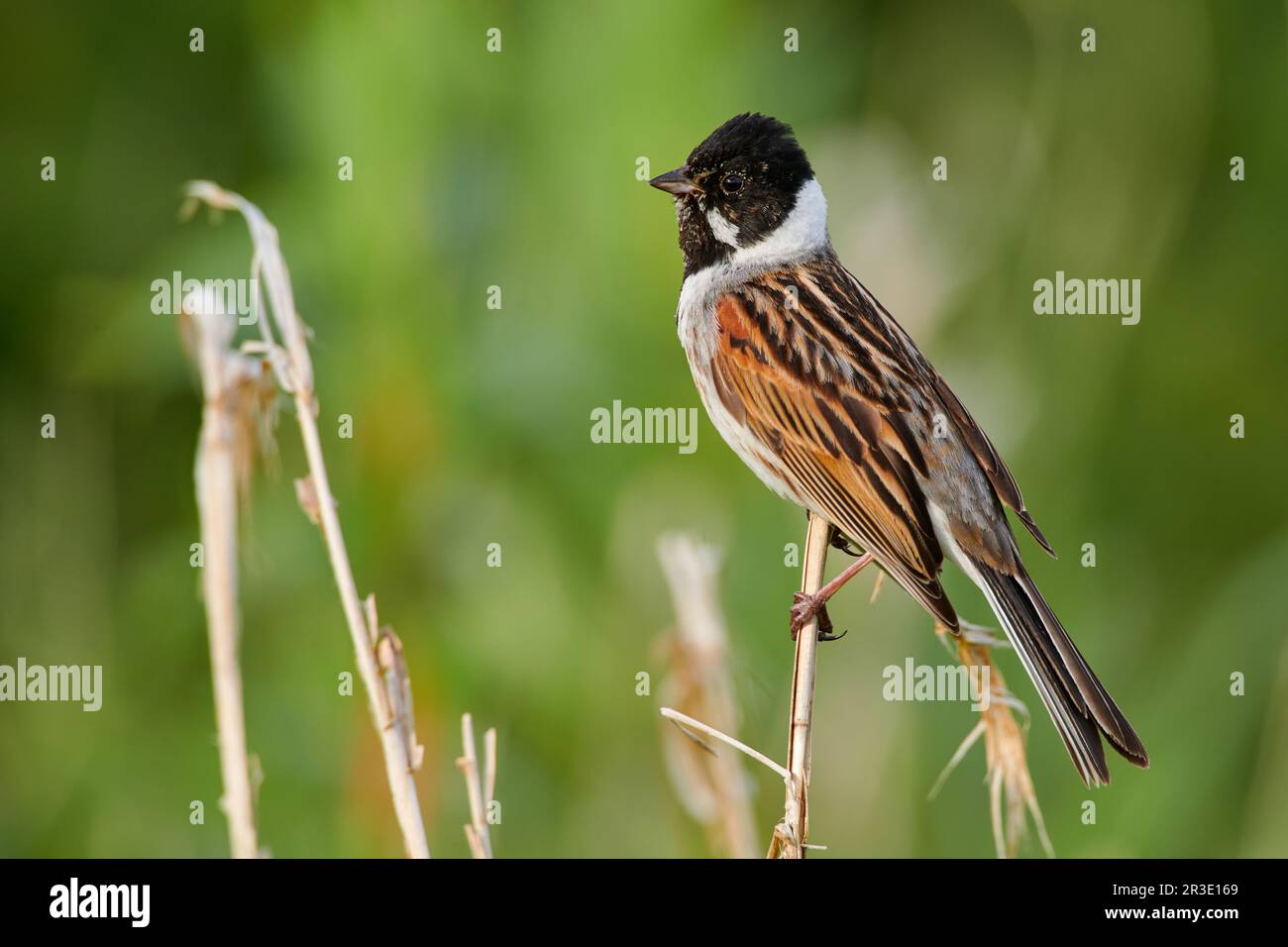 Common reed bunting Stock Photo - Alamy