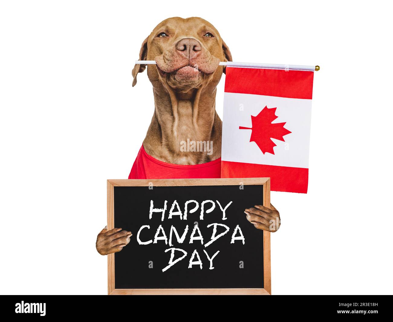 Happy Canada Day. Cute puppy and Canadian Flag. Close-up, indoors ...