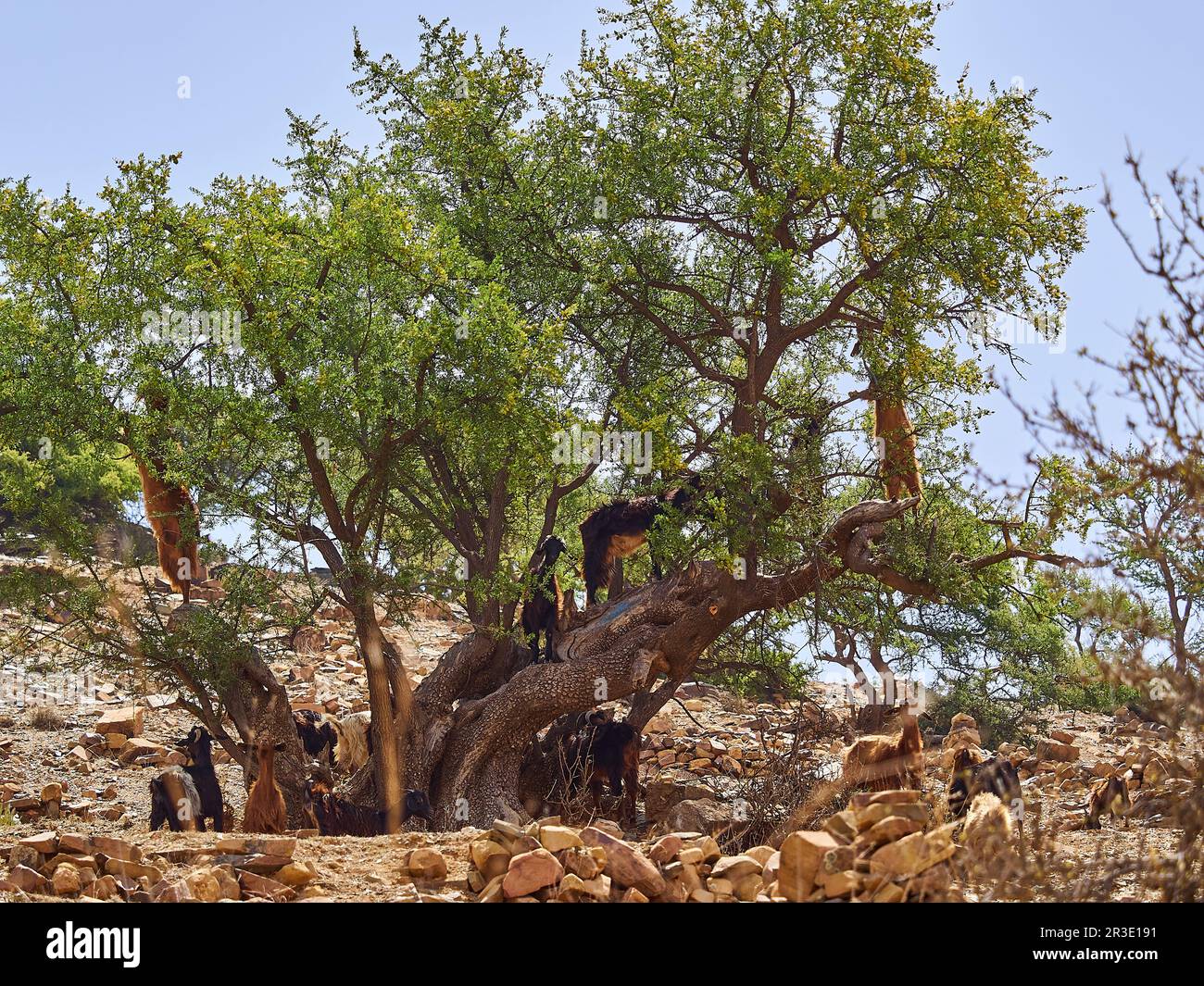 goats standing and climbing in a argan oil tree and feeding from the ...