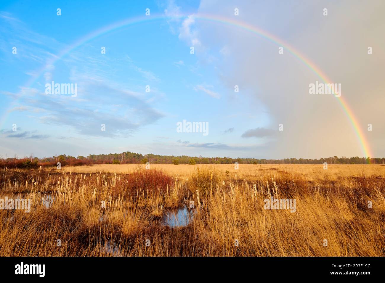 Rainbow in a German bog Stock Photo - Alamy