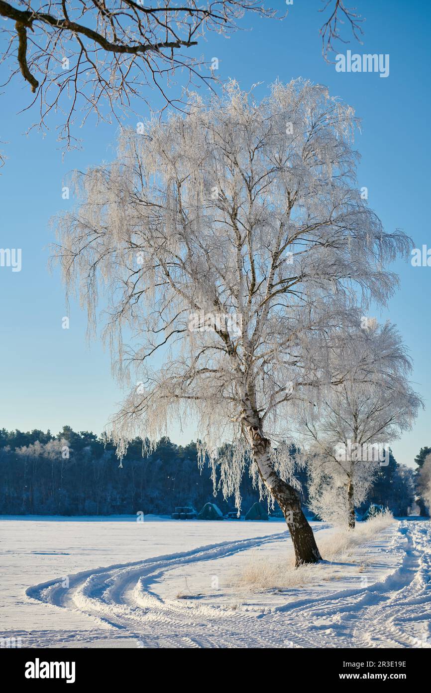 Bog at winter hi-res stock photography and images - Alamy