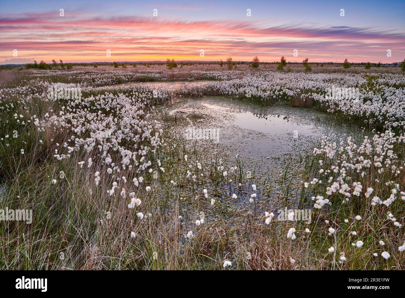Raised bog peat hi-res stock photography and images - Alamy