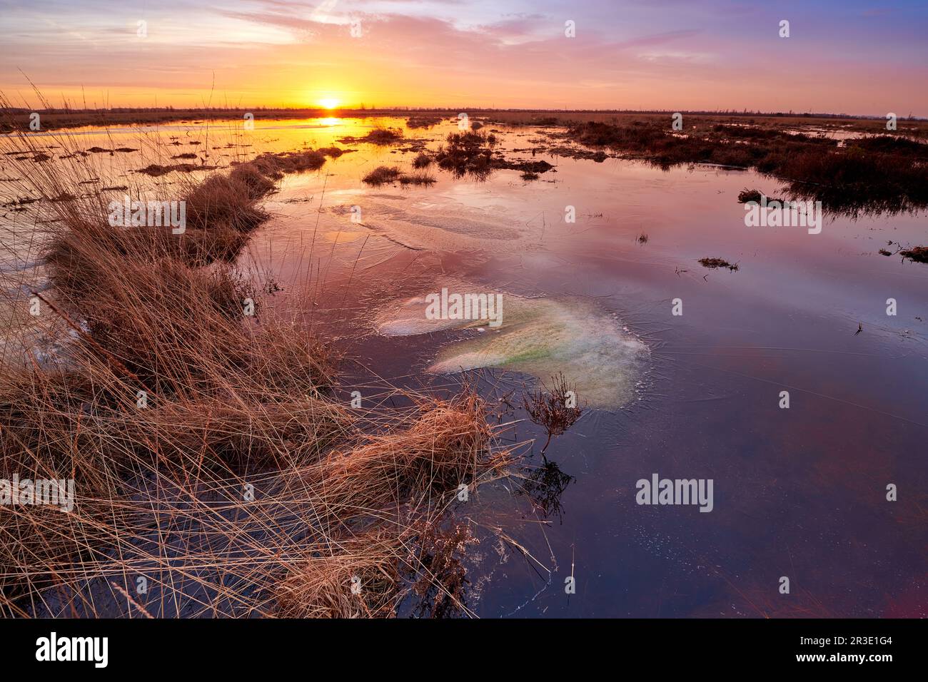 Bog at winter hi-res stock photography and images - Alamy