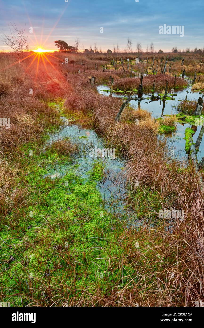 Bog at winter hi-res stock photography and images - Alamy