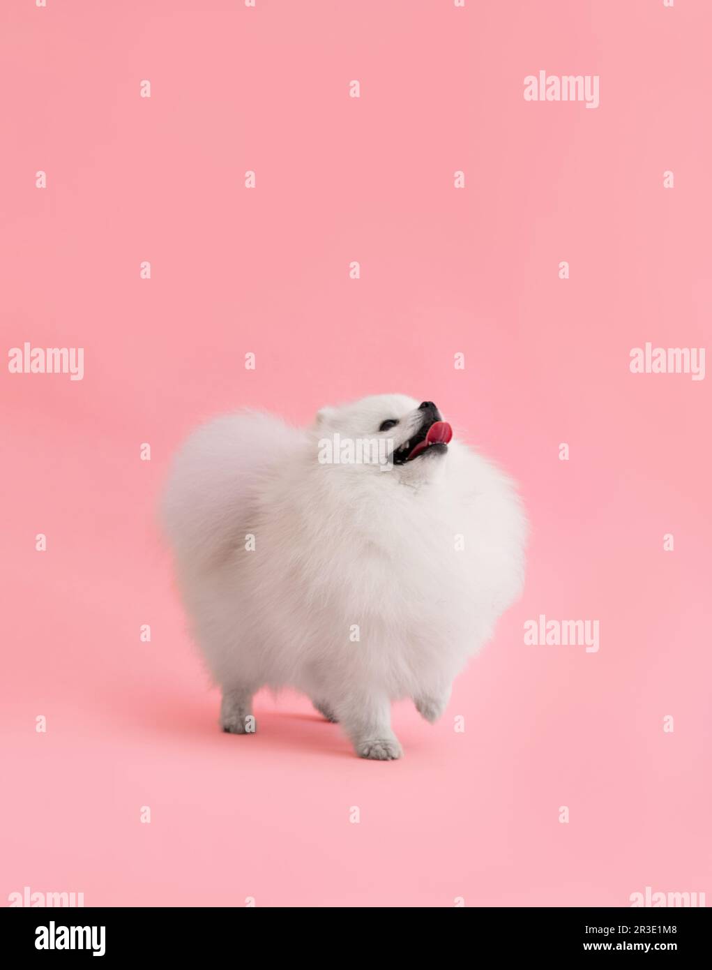 Portrait of a cute fluffy pomeranian puppy. A small smiling dog stands ...