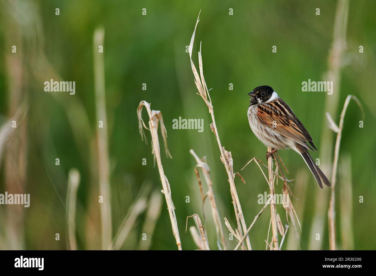 Common reed bunting from Germany Stock Photo - Alamy