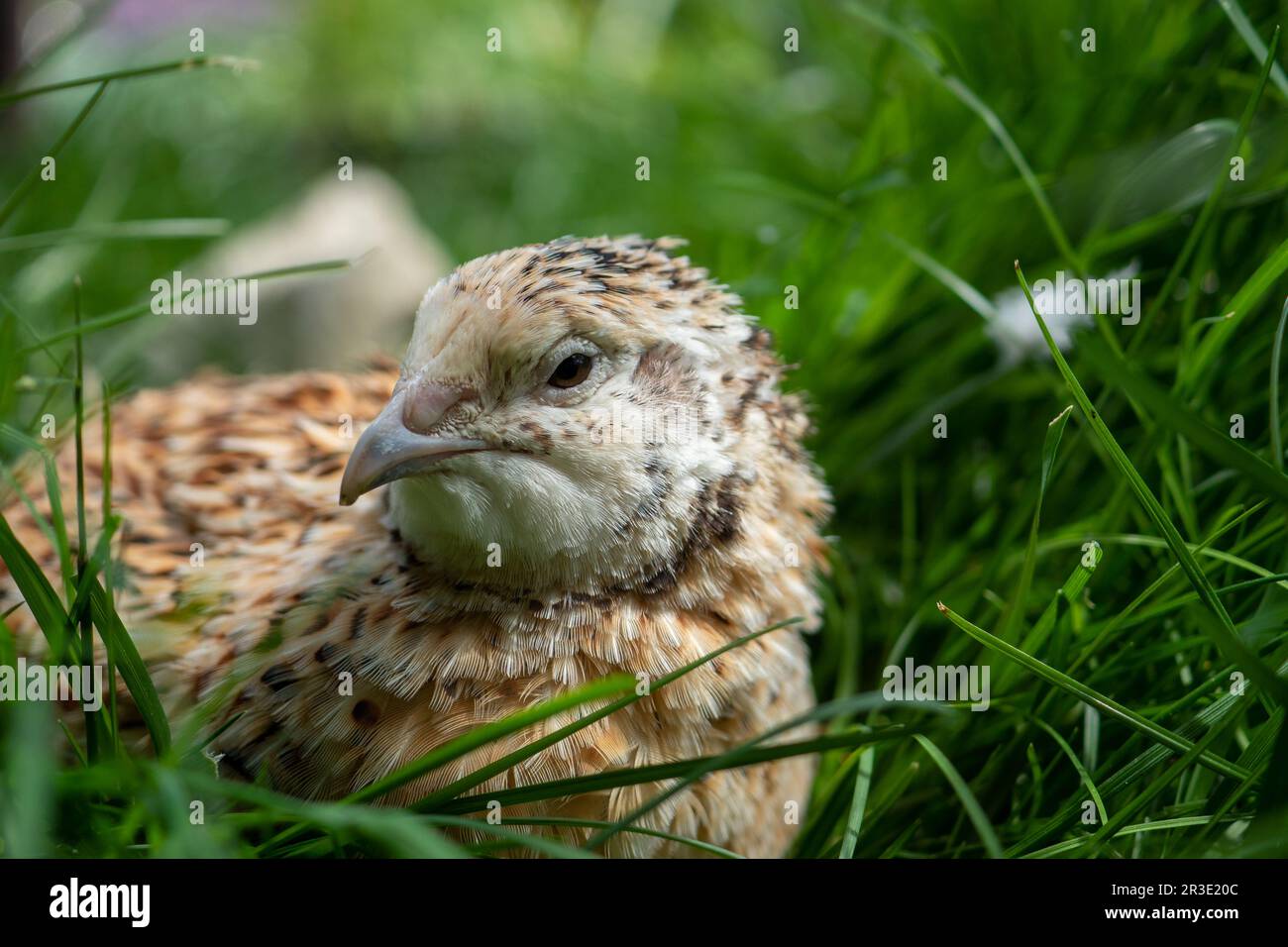 Squirrel meat hi-res stock photography and images - Alamy