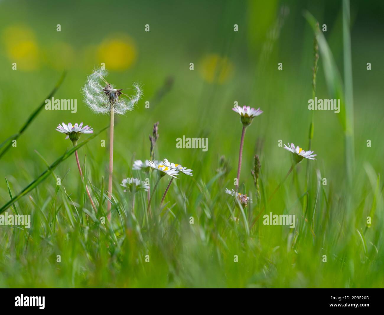 Dandelion and daisies in a meadow Stock Photo - Alamy