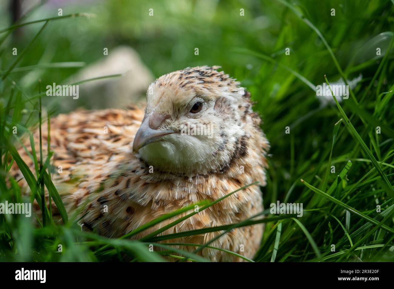 Squirrel meat hi-res stock photography and images - Alamy