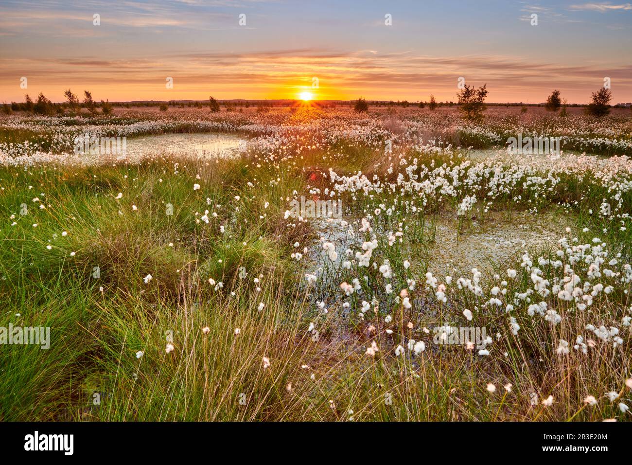Bog at sunrise hi-res stock photography and images - Alamy