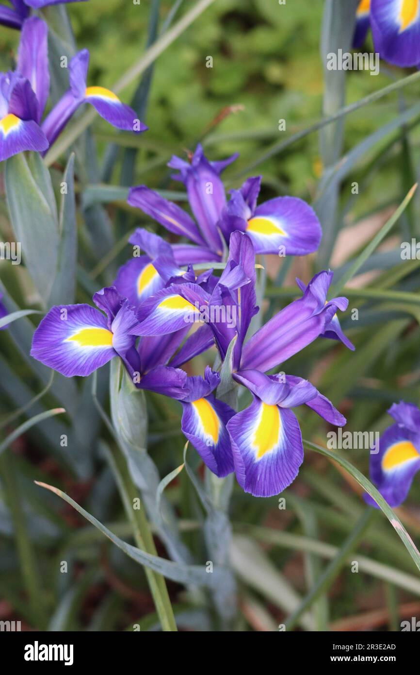 Dutch Iris in a Front yard Stock Photo - Alamy