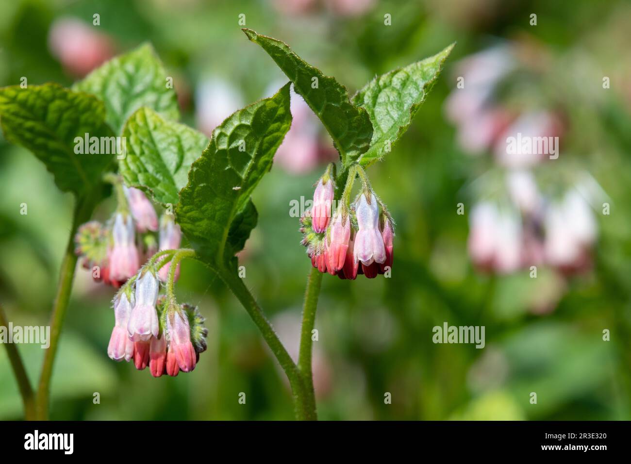 Close up of creeping comfrey (symphytum grandiflorum) flowers in bloom Stock Photo - Alamy