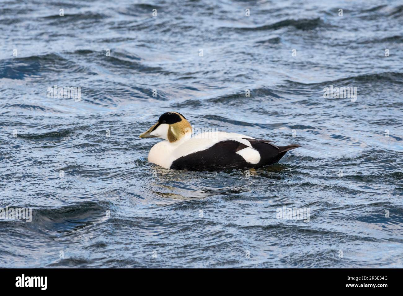 A male eider duck, Somateria mollissima, in the voe at Boddam on ...