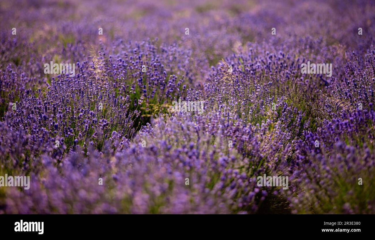 Lavender lavender perfume purple hi-res stock photography and images ...