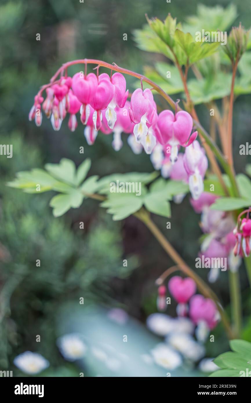Close up detail with Lamprocapnos spectabilis, bleeding heart or Asian ...