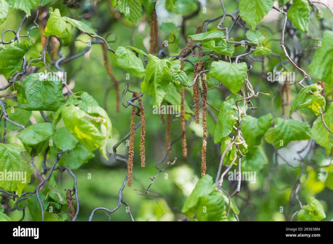 Close up detail with the green leaves and branches of Corylus avellana ...