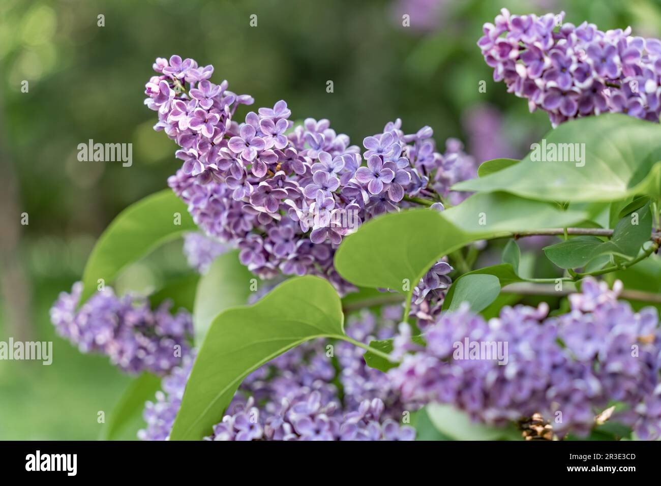 Close up detail with the beautiful and colorful violet or purple flower ...