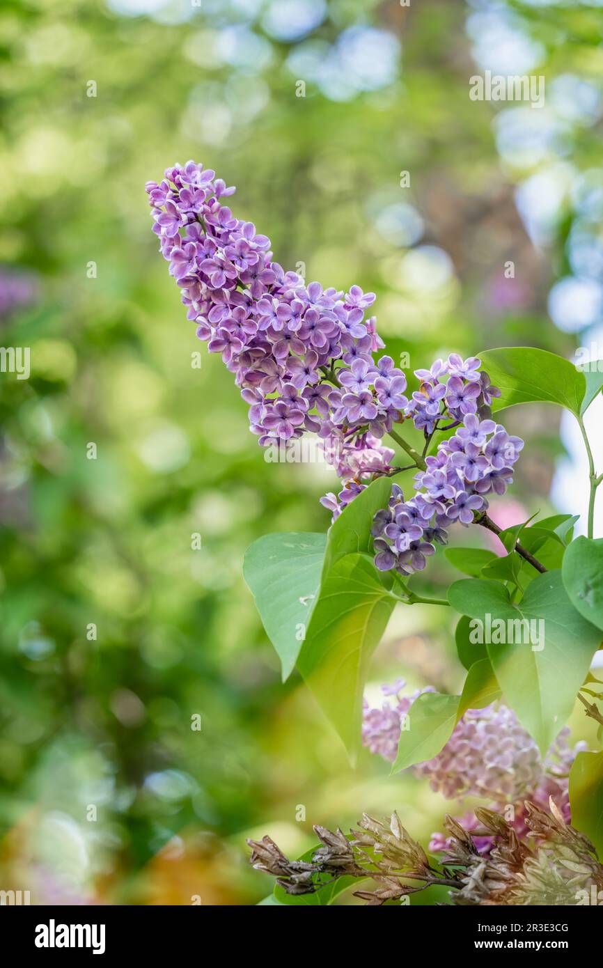 Close up detail with the beautiful and colorful violet or purple flower ...