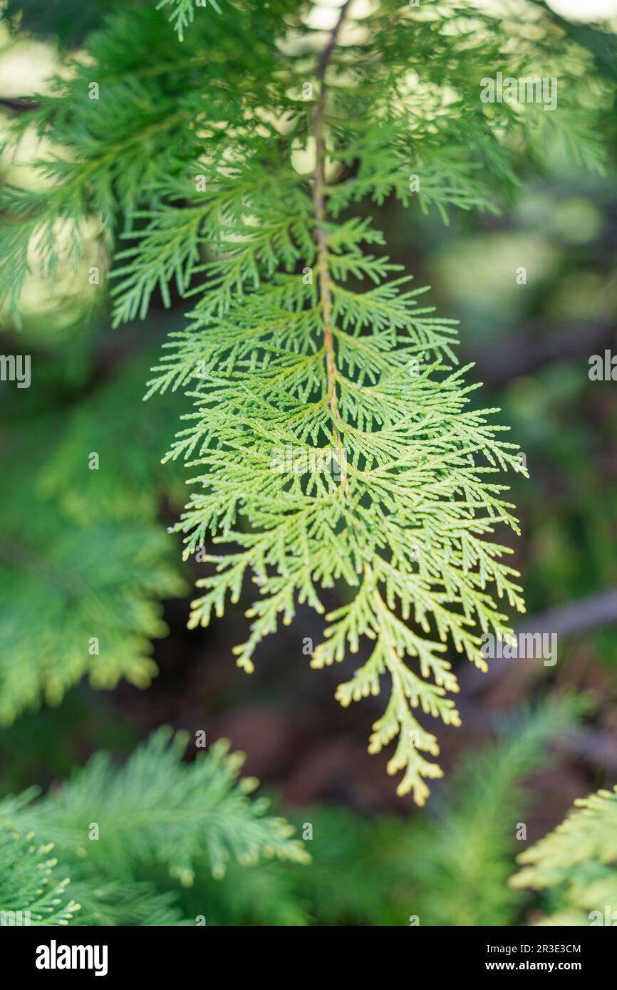 Close up detail with the green fresh foliage of Chamaecyparis ...