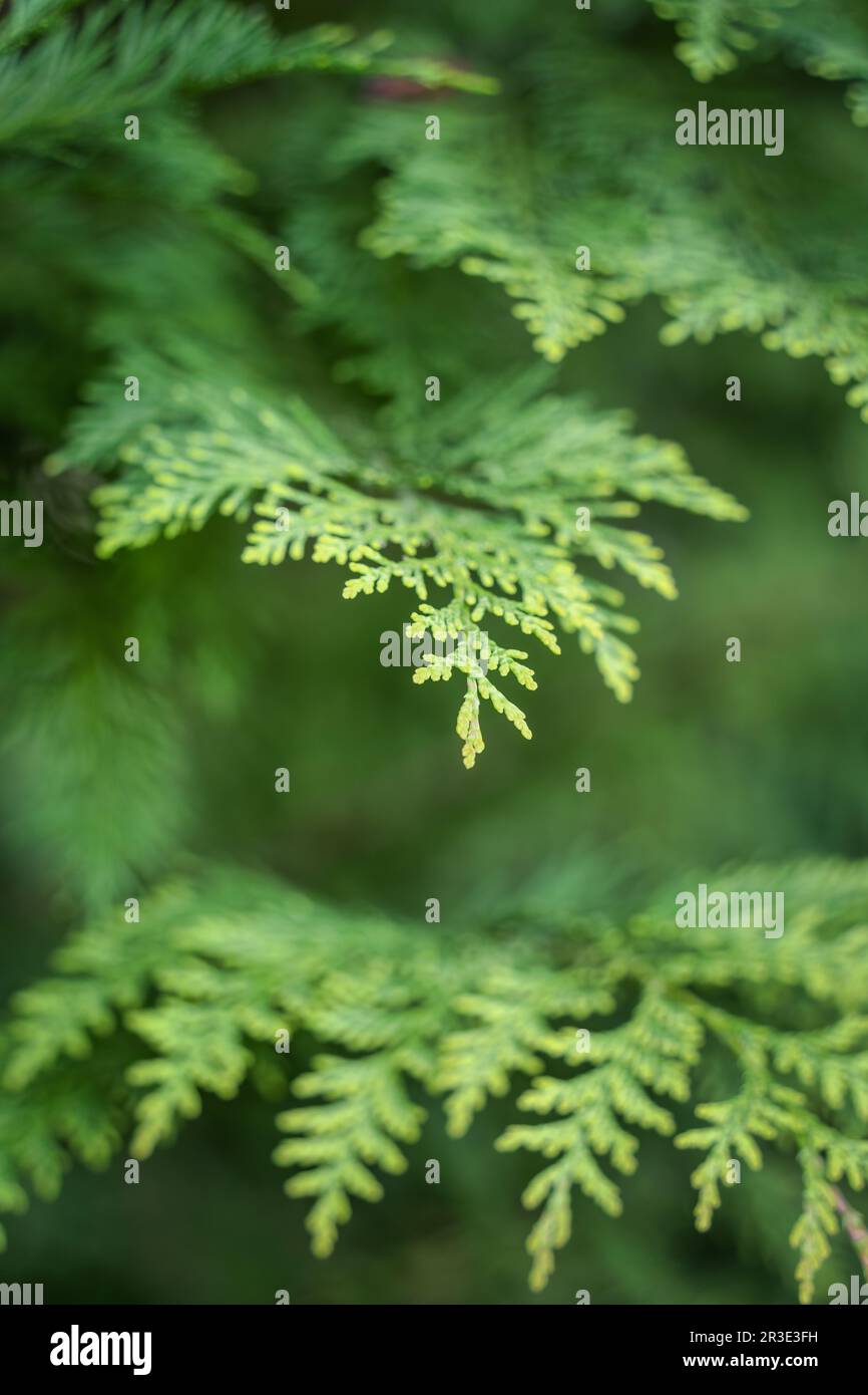 Close up detail with the green fresh foliage of Chamaecyparis ...