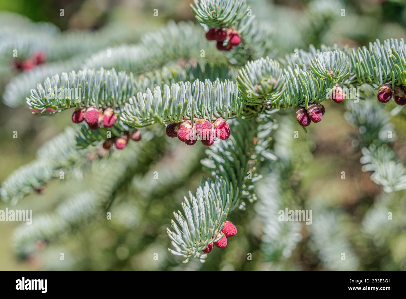 Abies procera rehder hi-res stock photography and images - Alamy