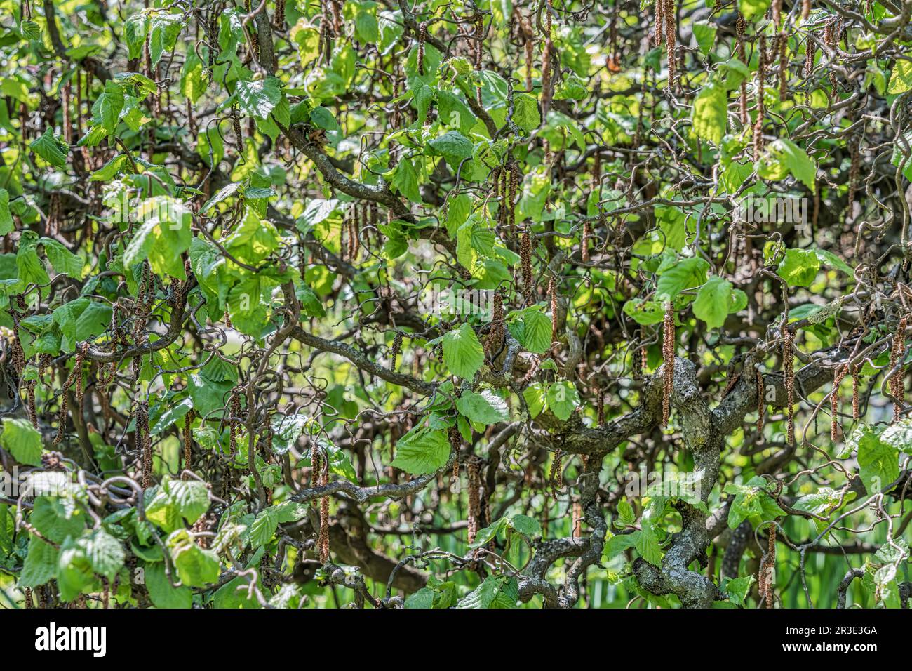 Close up detail with the green leaves and branches of Corylus avellana ...