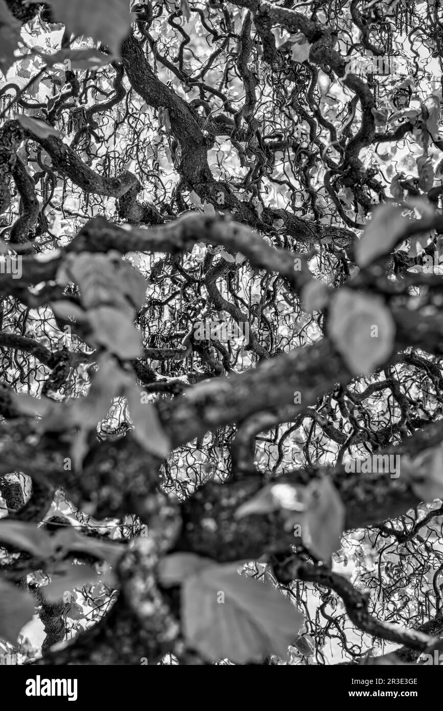 Abstract black and white close up detail with the green leaves and ...