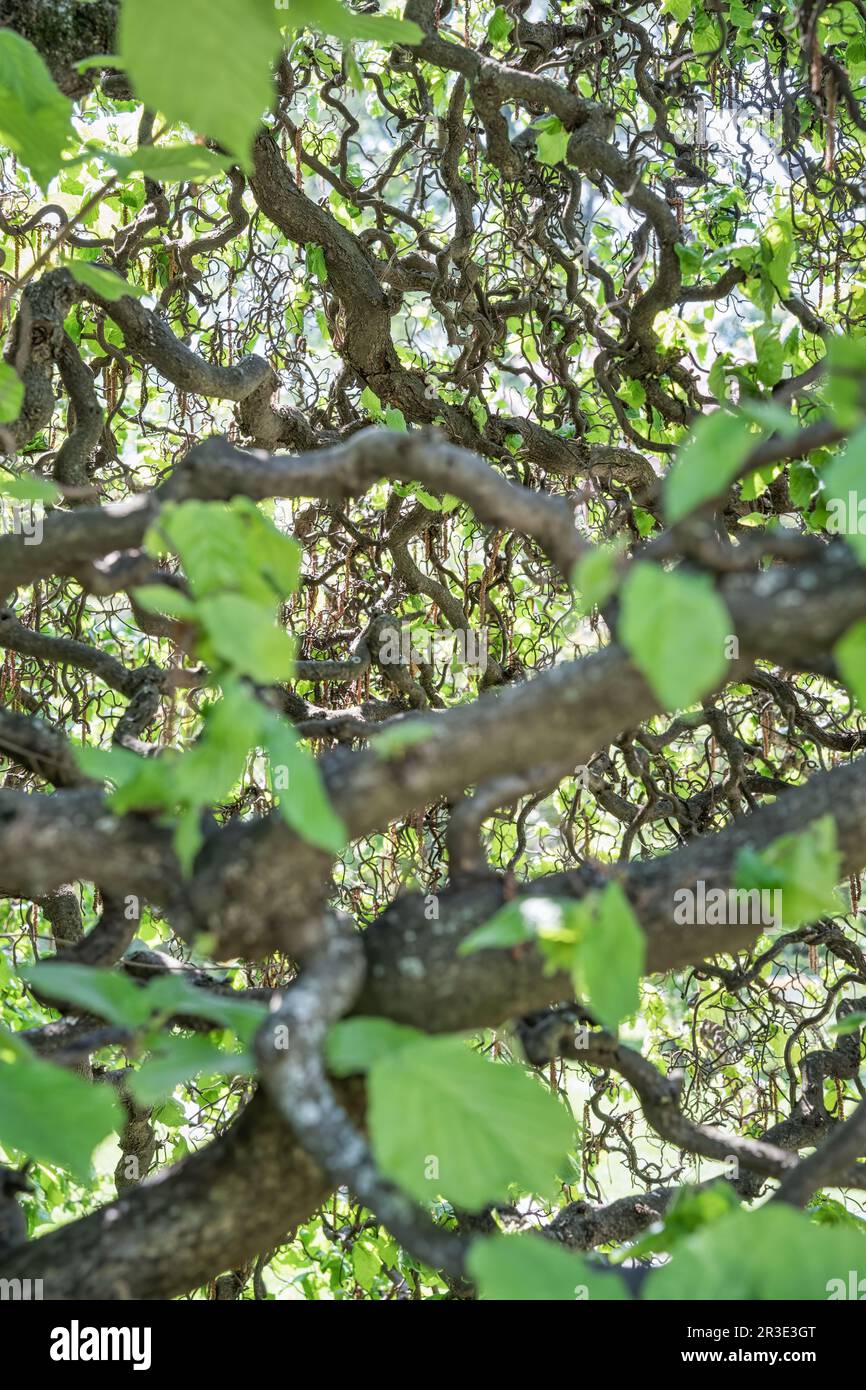 Close up detail with the green leaves and branches of Corylus avellana ...