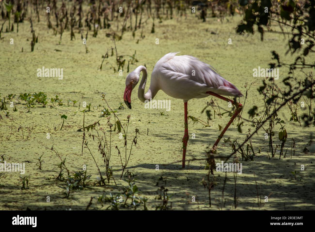 Gregarious bird species hi-res stock photography and images - Alamy