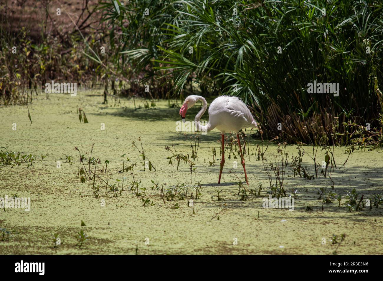 Gregarious bird species hi-res stock photography and images - Alamy