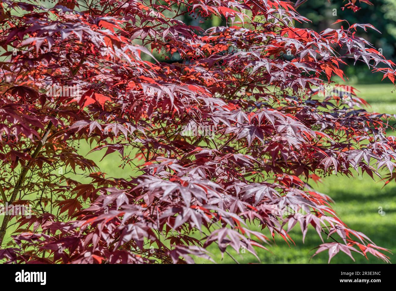 Acer rubra hi-res stock photography and images - Alamy