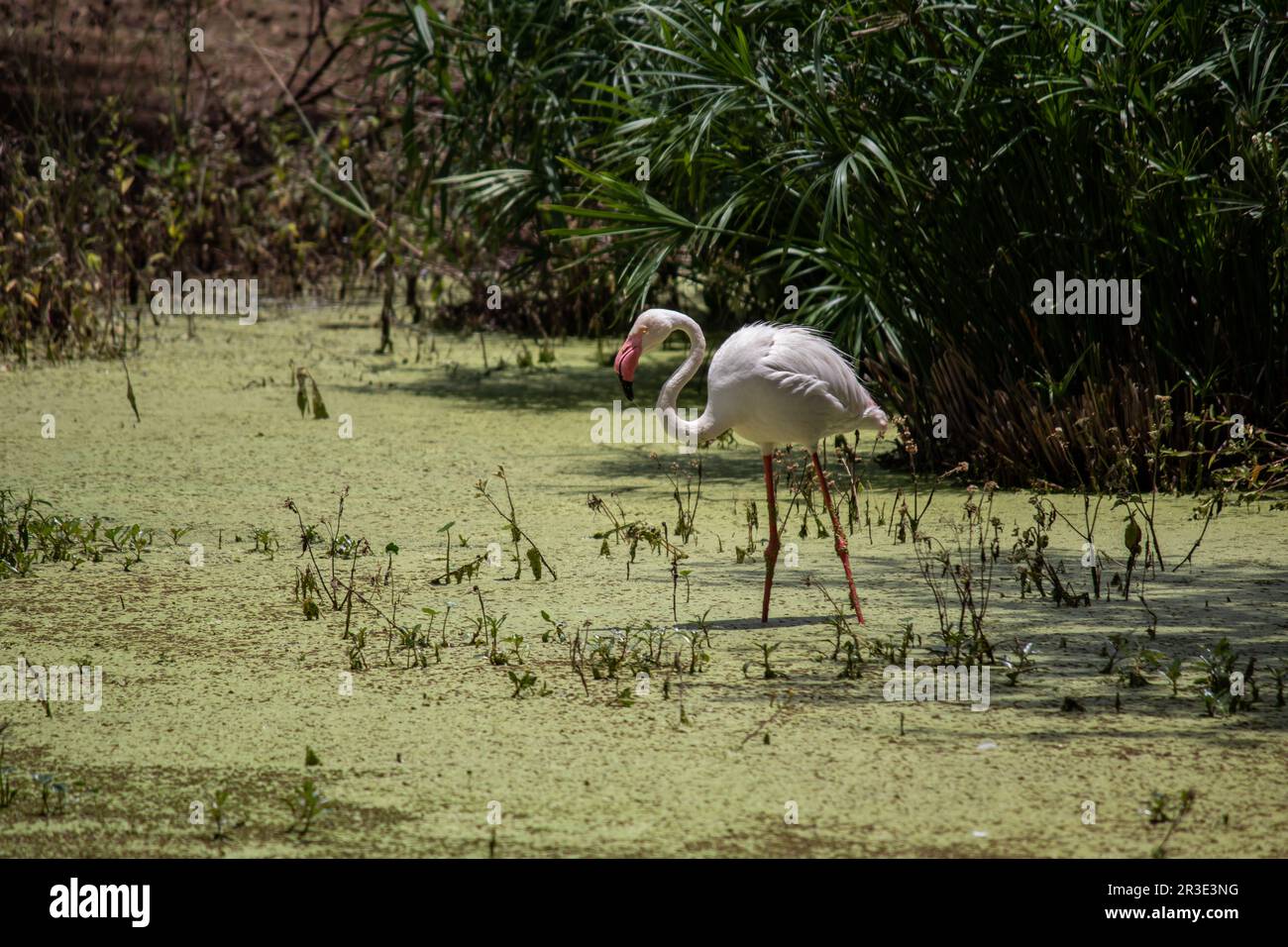 The greater flamingo (Phoenicopterus roseus) is the most widespread and ...