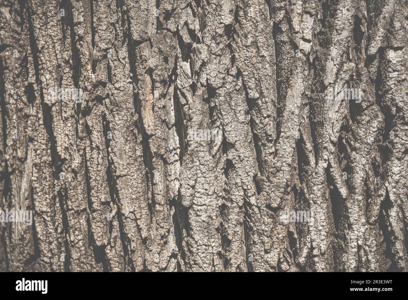 Close up detail with the bark tree trunk. Nature texture background ...