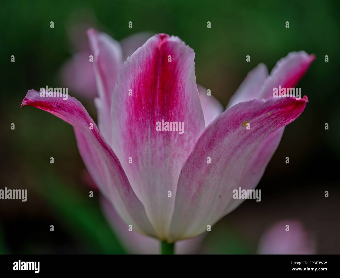 Fancy tulip close up Stock Photo - Alamy