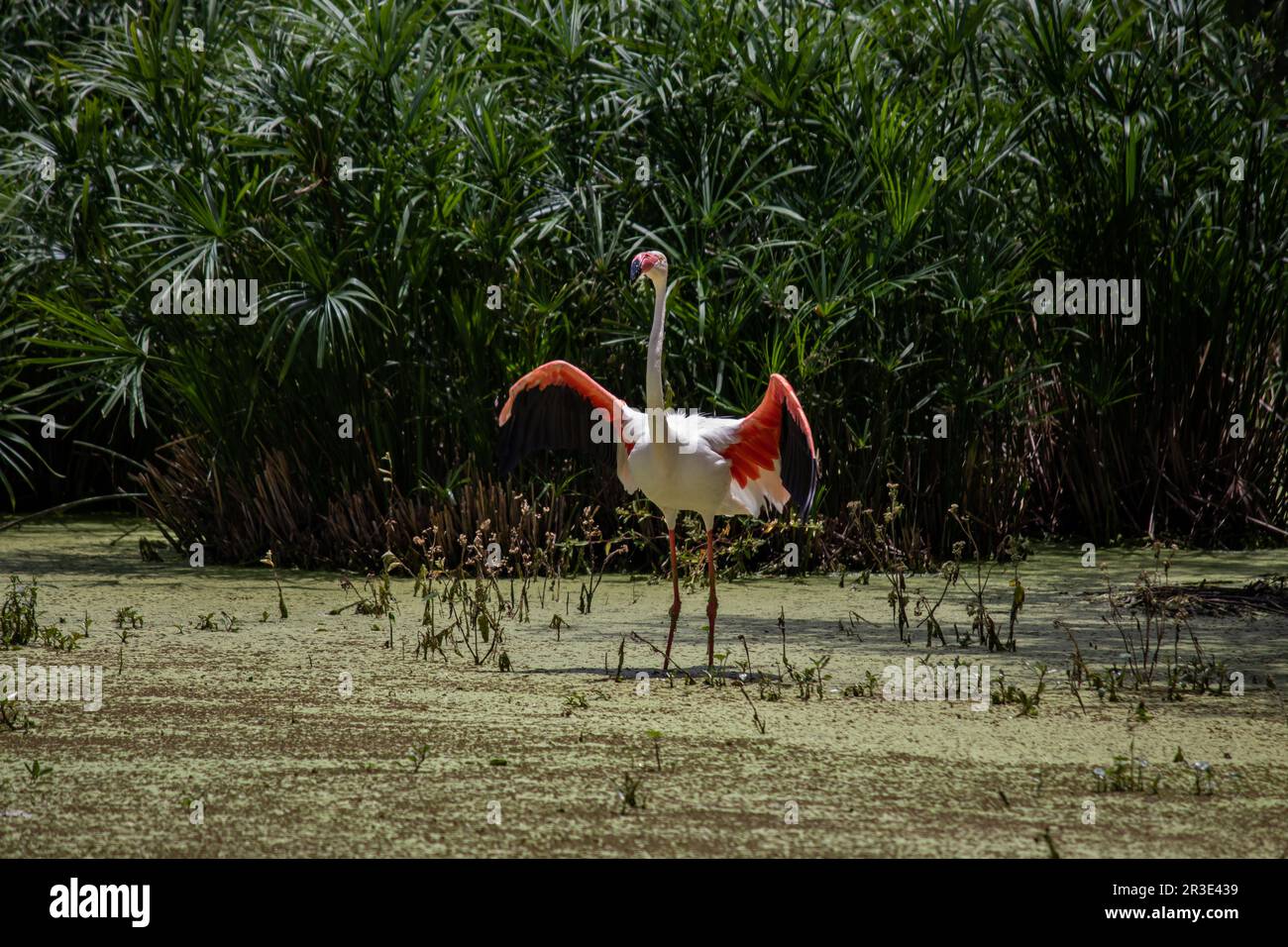 The greater flamingo (Phoenicopterus roseus) is the most widespread and ...