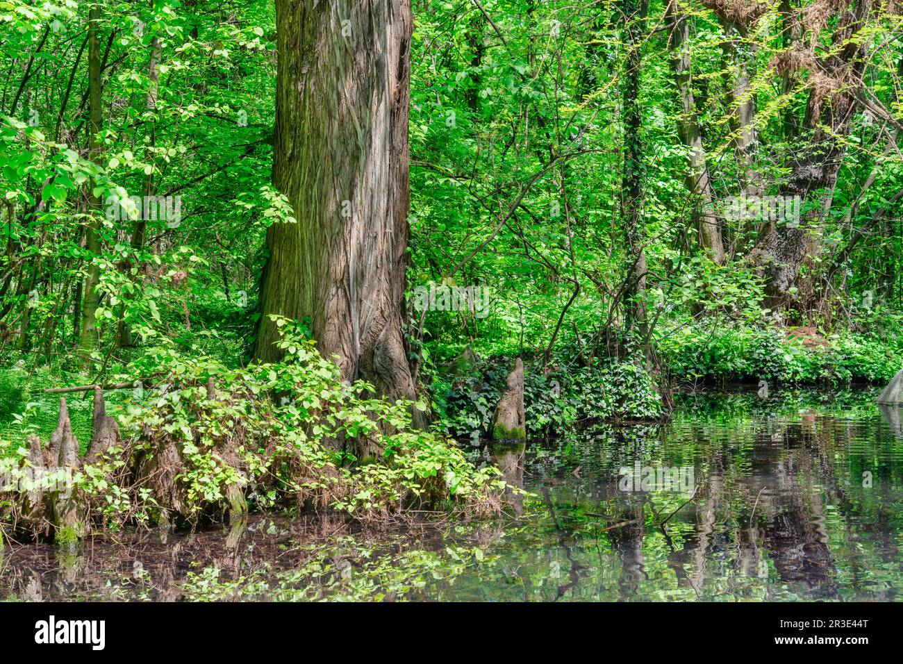 Large tree trunk and stumps reflecting in the water of a a lake swamp ...